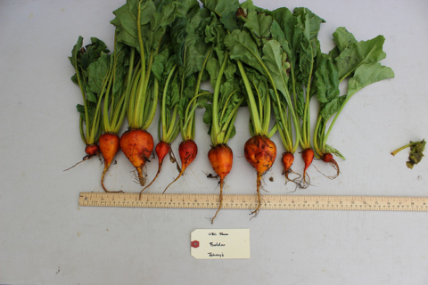 The BC Seed Trials - British Columbia Organic Grower