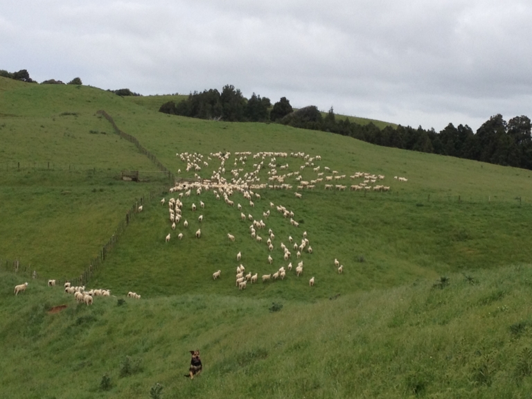 pasture management Archives - British Columbia Organic Grower
