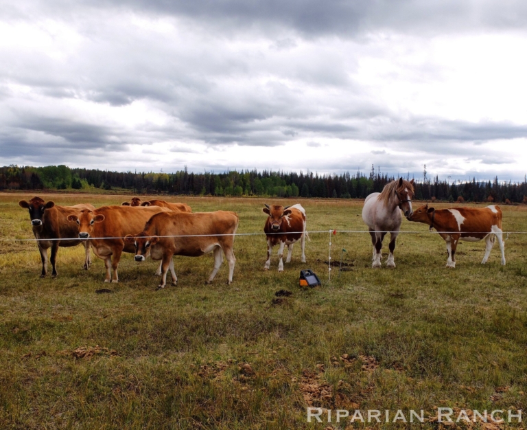 pasture management Archives - British Columbia Organic Grower