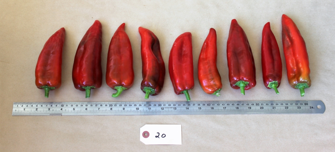 Local Seeds for Local Food - British Columbia Organic Grower