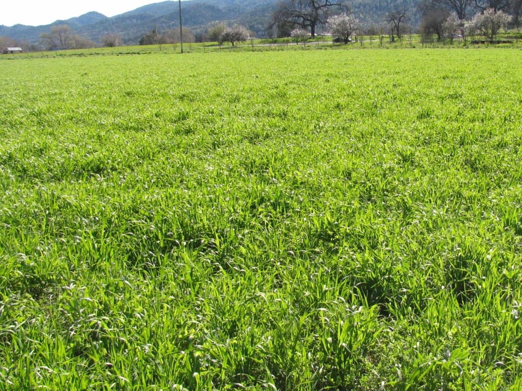 pasture management Archives - British Columbia Organic Grower