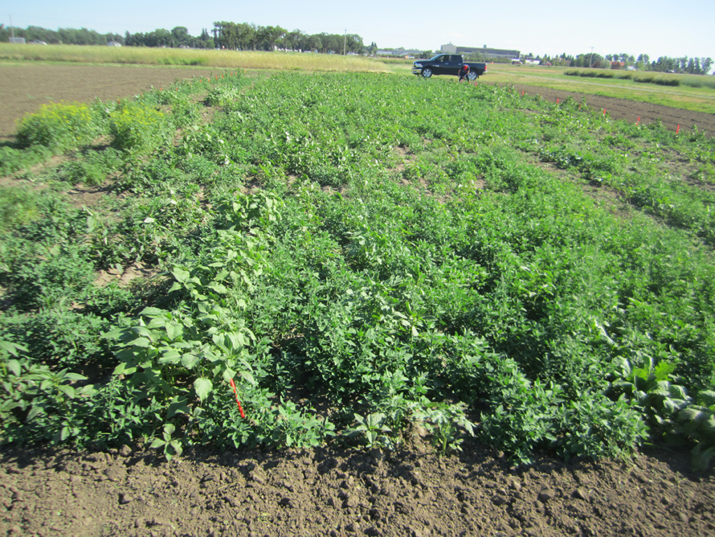 Soil Health & Cover Crops - British Columbia Organic Grower