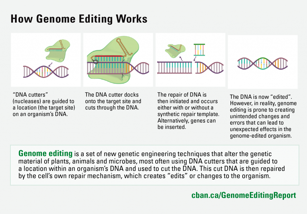 Gene Editing: The End of GMOs? - British Columbia Organic Grower