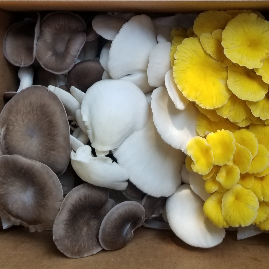 iCertify: Mr. Mercy’s Mushrooms - British Columbia Organic Grower