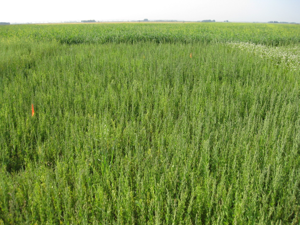 The More the Better? Multi-Species vs Single-Species Cover Crops for ...