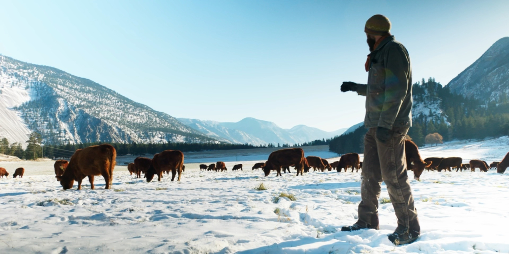 Winter Grazing in a Rotational Grazing System - British Columbia ...